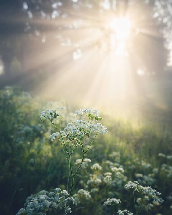 성경진리사역원(BTMK) | 예정론의 재해석